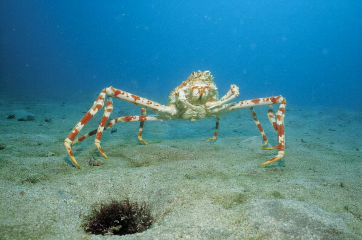 The top ten weirdest crab species in the world, the boxing crab, is ...