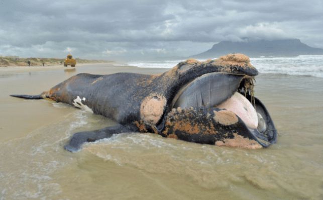 Why is it best to stay away when you see a "whale carcass"? The power ...
