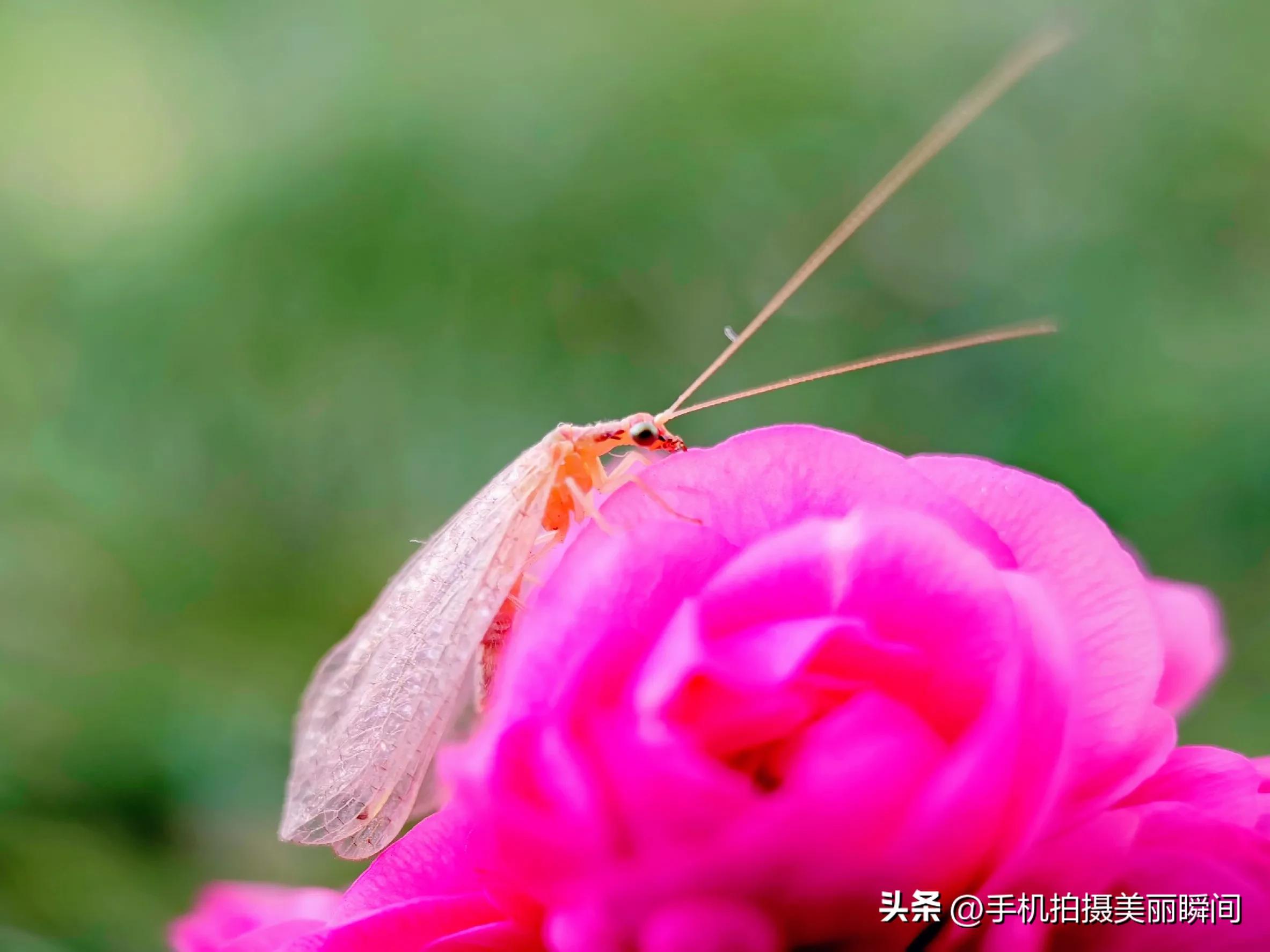 Seven links of mobile phone macro photography of insects - iNEWS