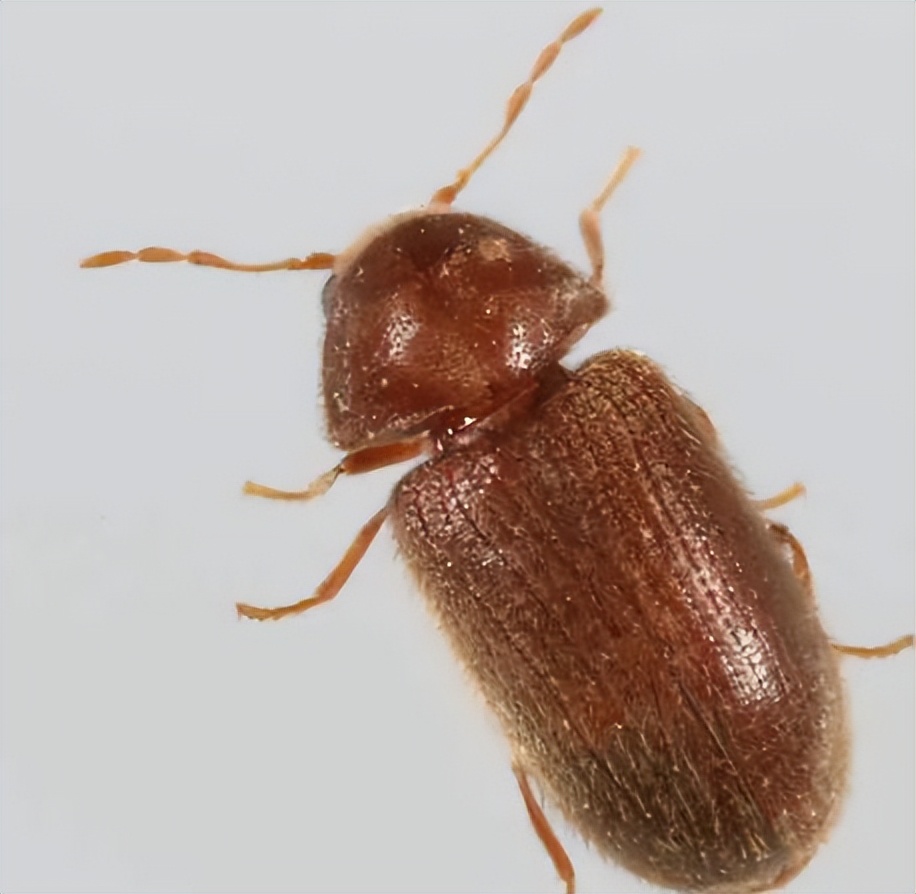 The woman's ear was so itchy that she opened the pillow and it turned ...