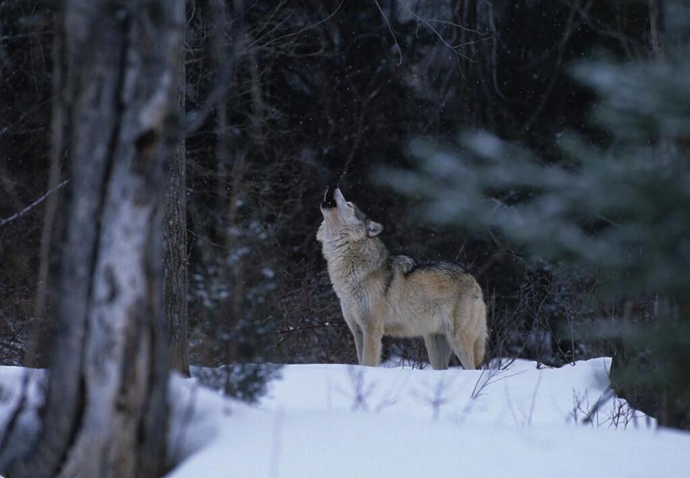 The head wolf was injured by hunting, the female wolf licked the wound ...