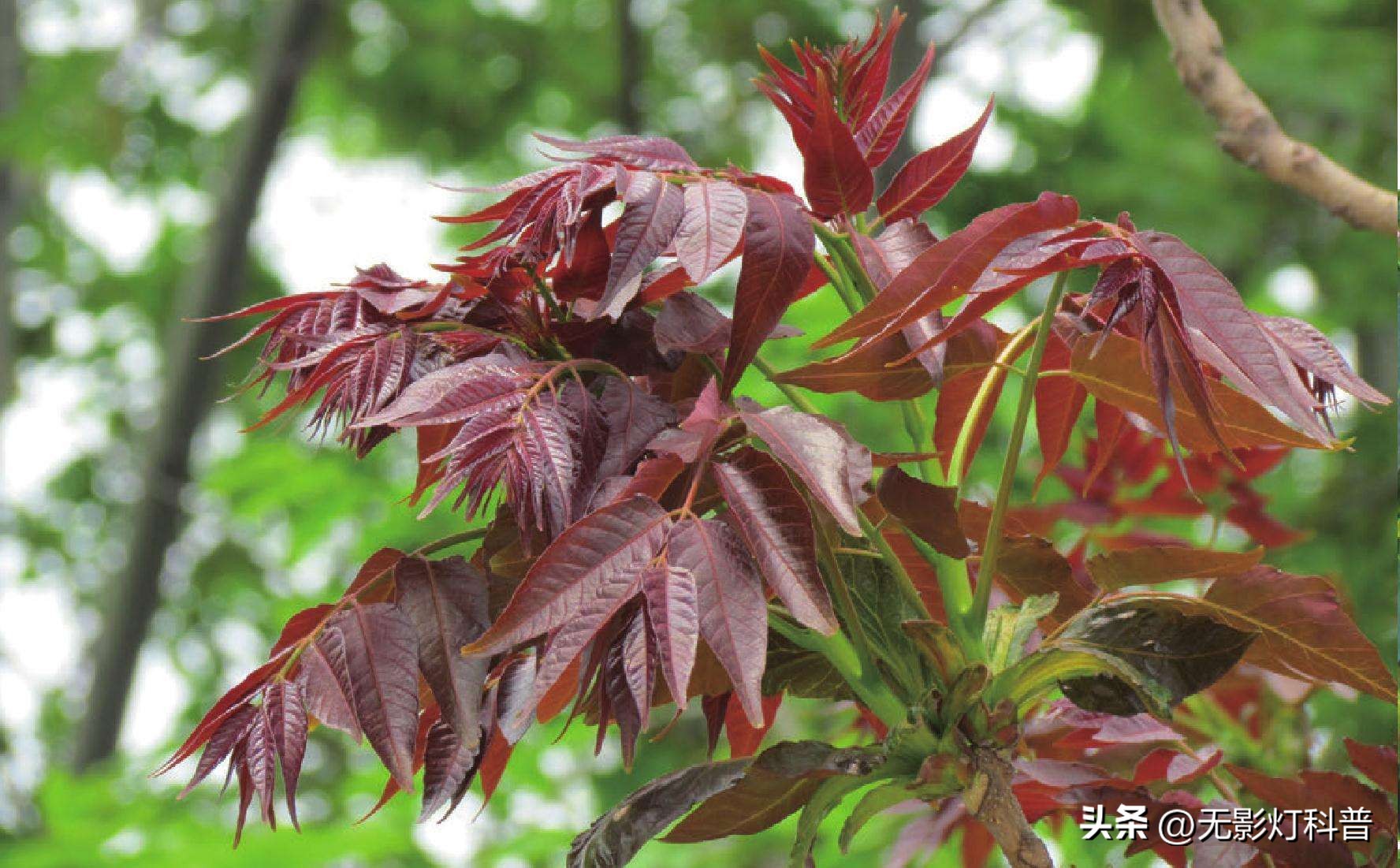 From the tree of heaven to the tree of hell, how did Ailanthus spread ...