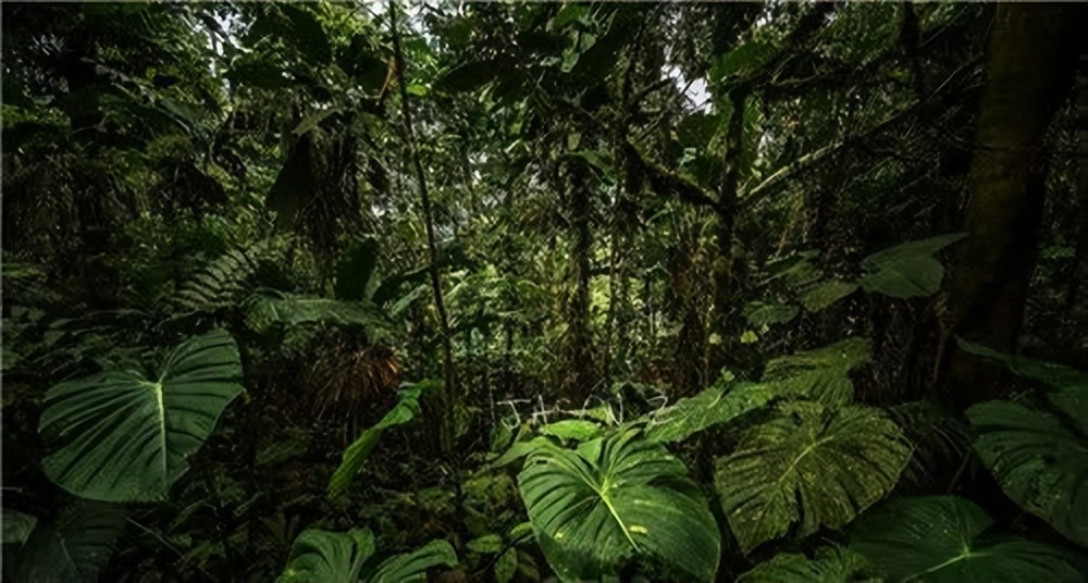 The paradise of animals is a forbidden zone for humans. What is there ...