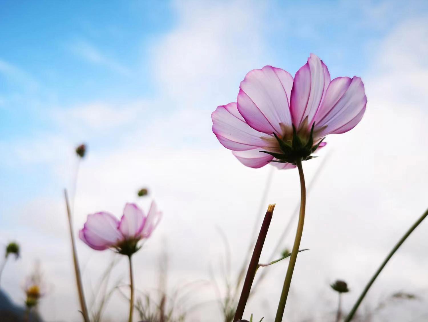 The beautiful Gesang flower on the snowy plateau - iNEWS