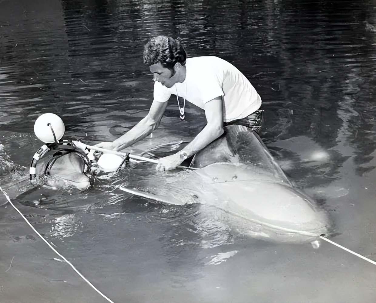 What did the Oscar-winning documentary "The Cove" let people see? - iNEWS