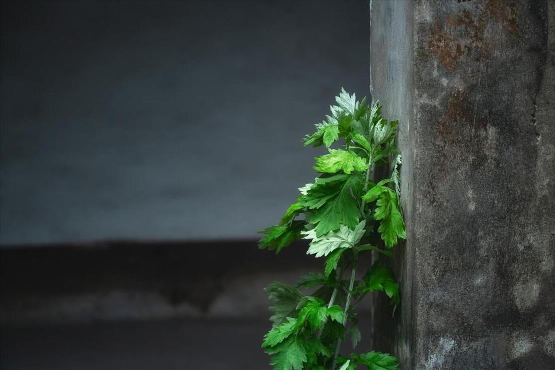 As the saying goes, "Ai Cao is not hung three times, and the Dragon ...