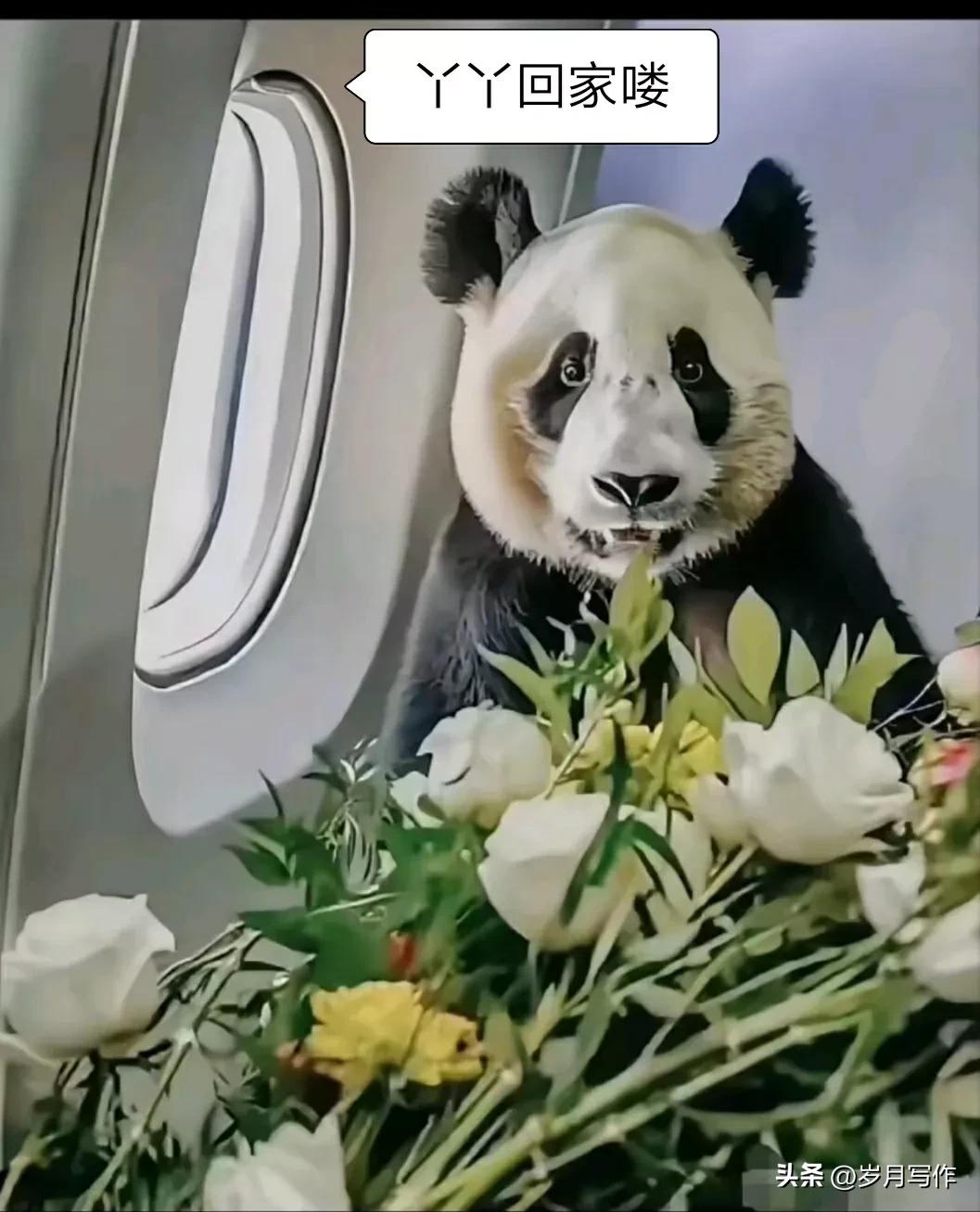 Yaya has returned to China and brought Lele home together - iMedia