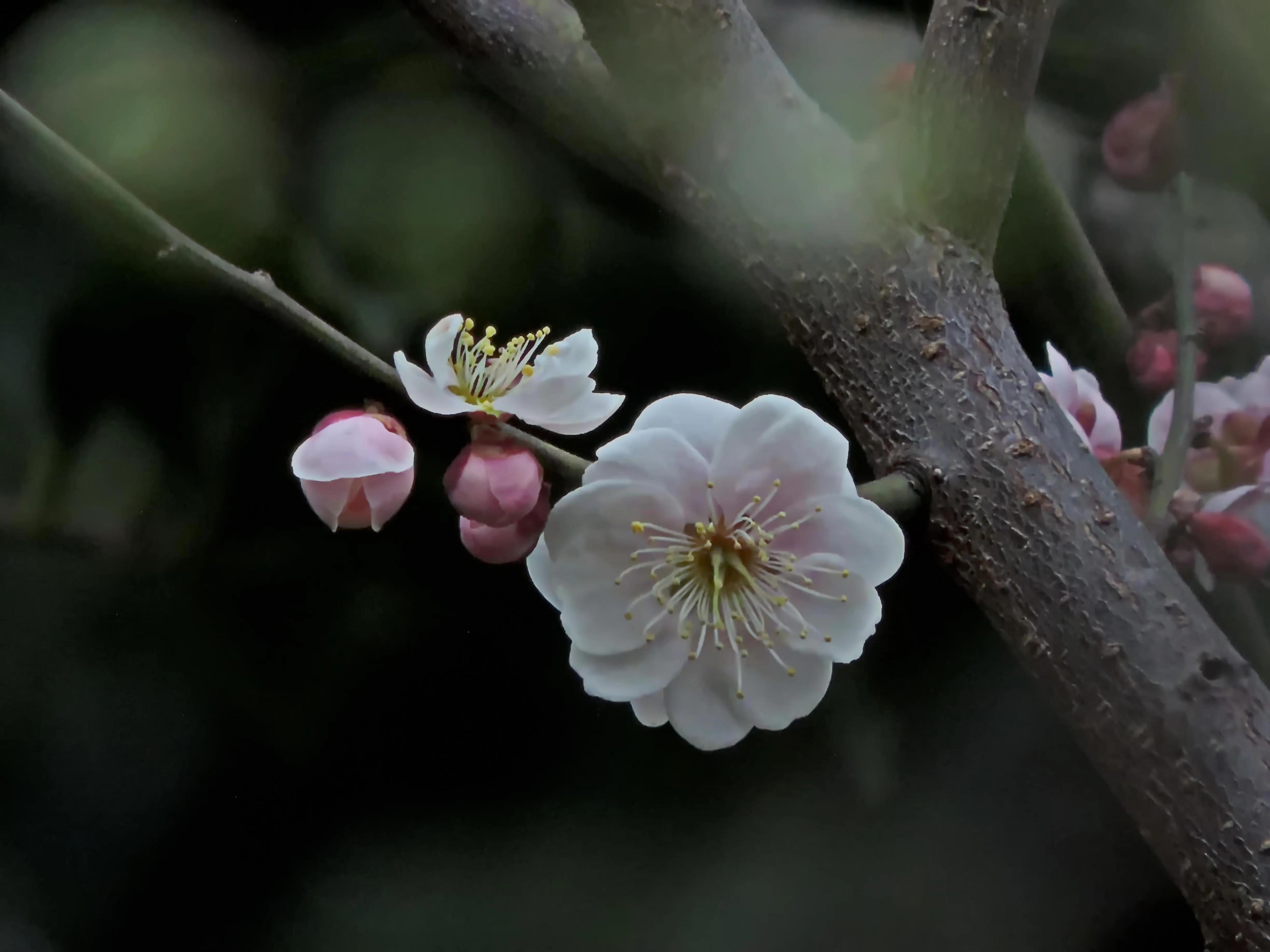 Do you know the top ten famous flowers in China? - iNEWS