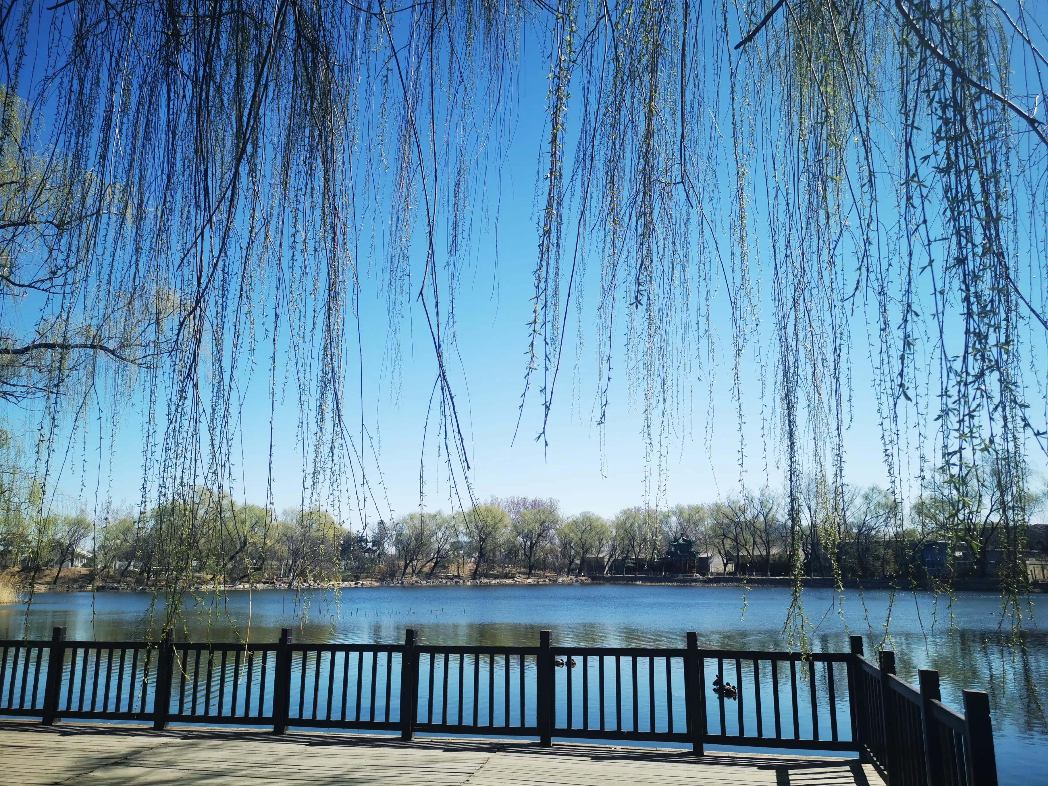 Willow spring breeze on March 3rd, painting bridges and fragrant ...