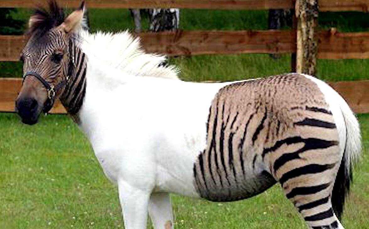 How miserable are the offspring of wild animals interbreeding across ...