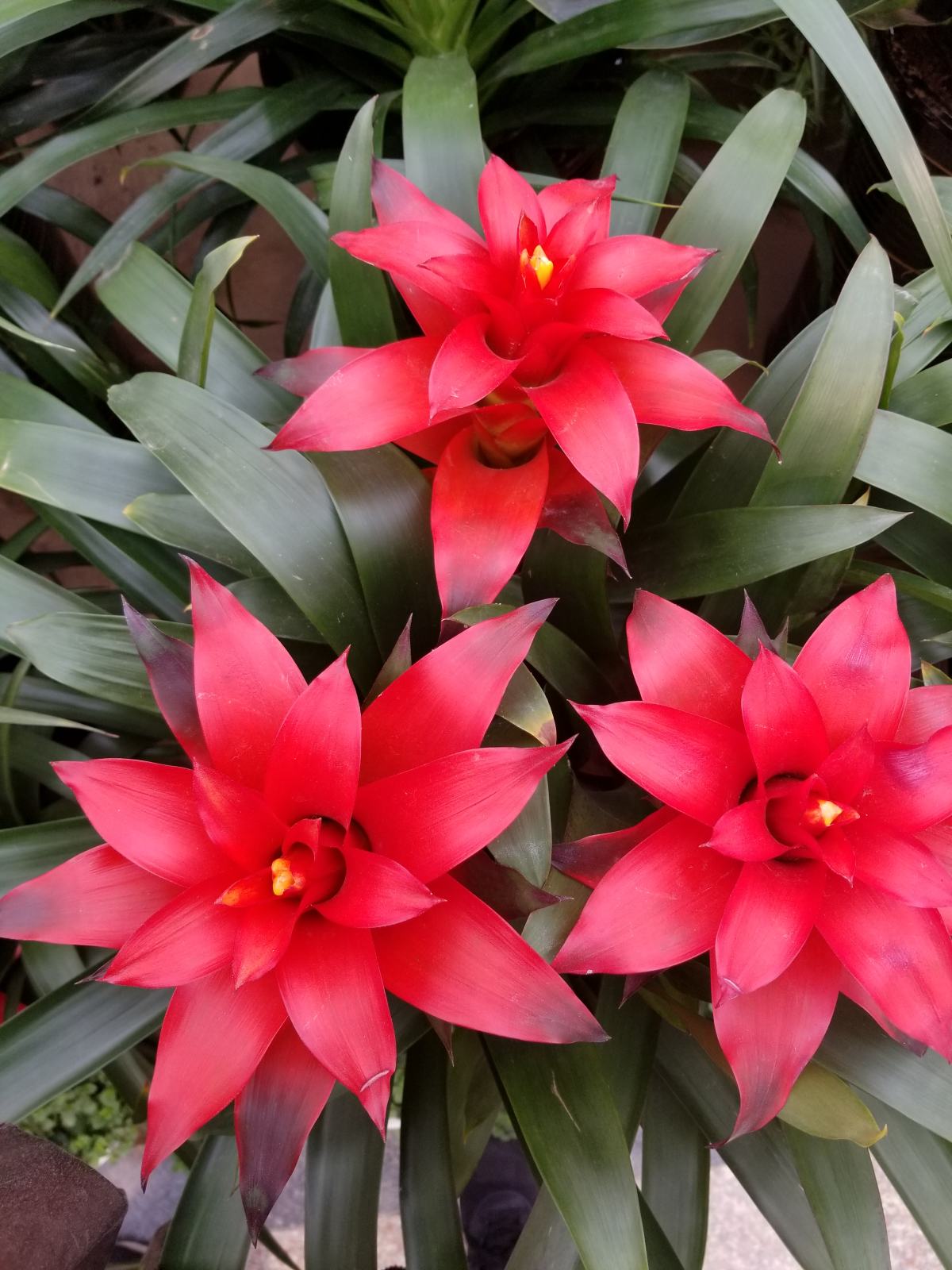 8 kinds of lucky flowers, to raise the family at the end of the year ...