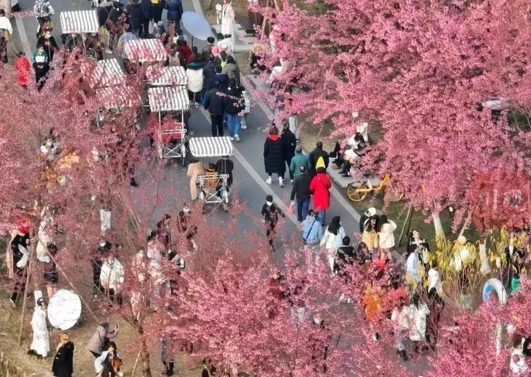 Cherry Blossoms in Chengdu - iNEWS