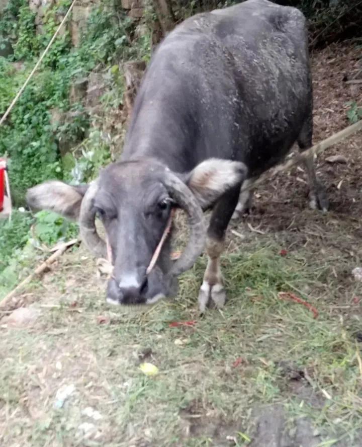 As the saying goes "cow is afraid of yin and yang horns, people are ...