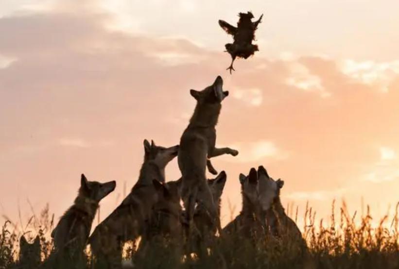 Is the ending of Lieutenant Duncan in "Dances with Wolves" what people ...