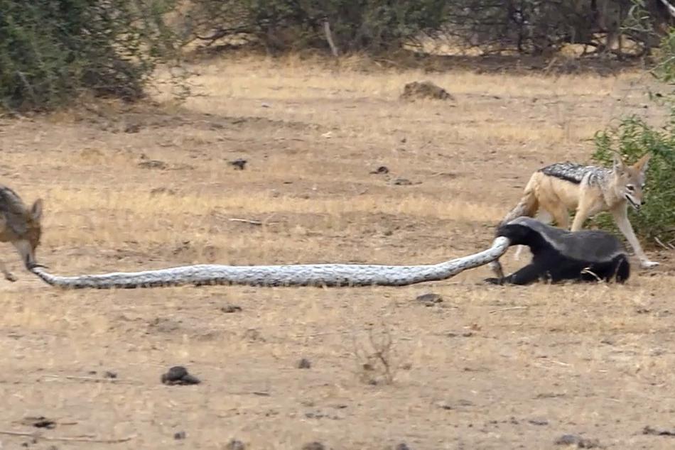 Can putting 100 honey badgers in the United States solve the problem of ...