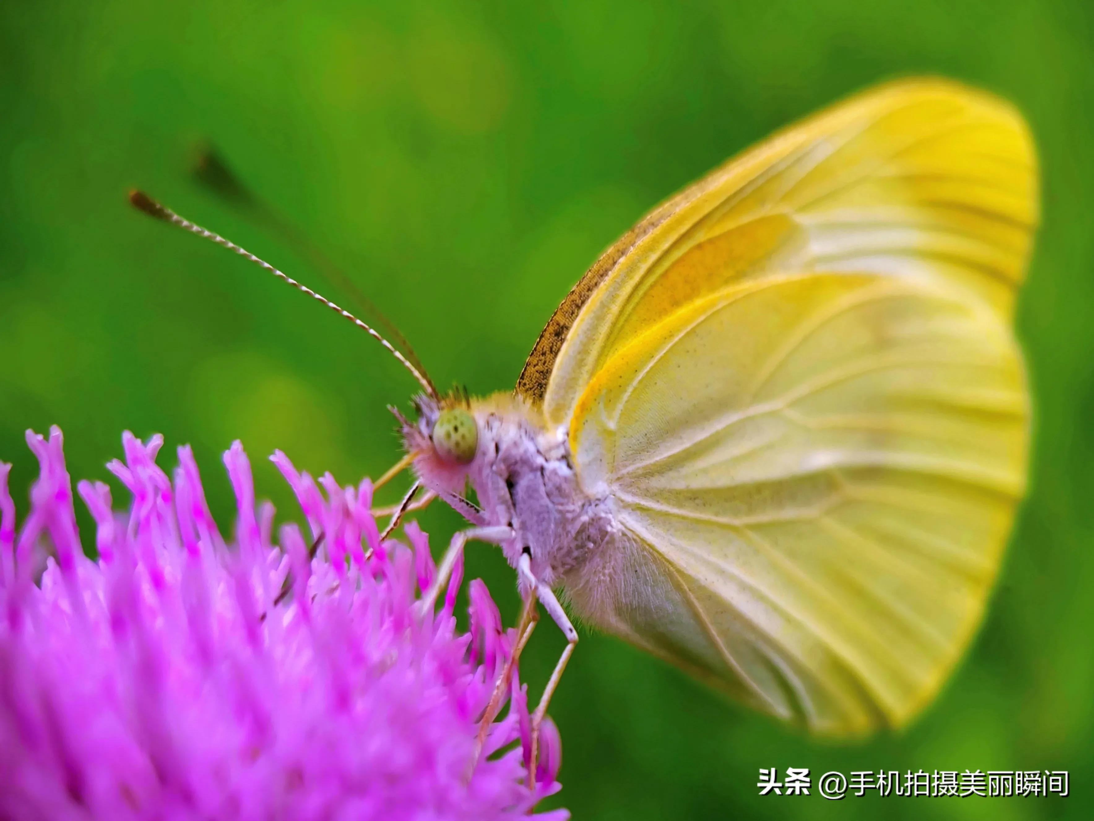 Mobile photography: master these four points and you can become a ...
