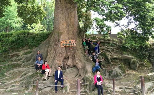 How expensive is nanmu, a tree can be exchanged for a Beijing courtyard ...