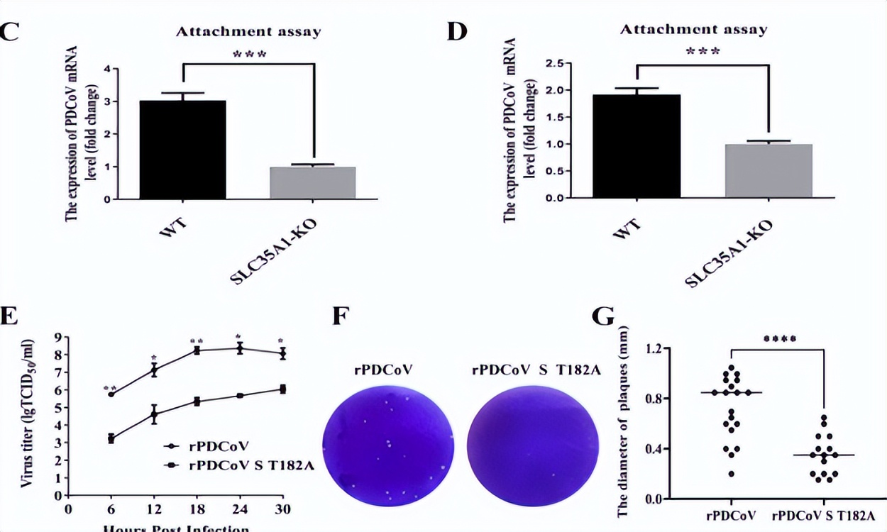 Fusion of Bacteroides fragilis reveals the role of FeoA in stabilizing ...