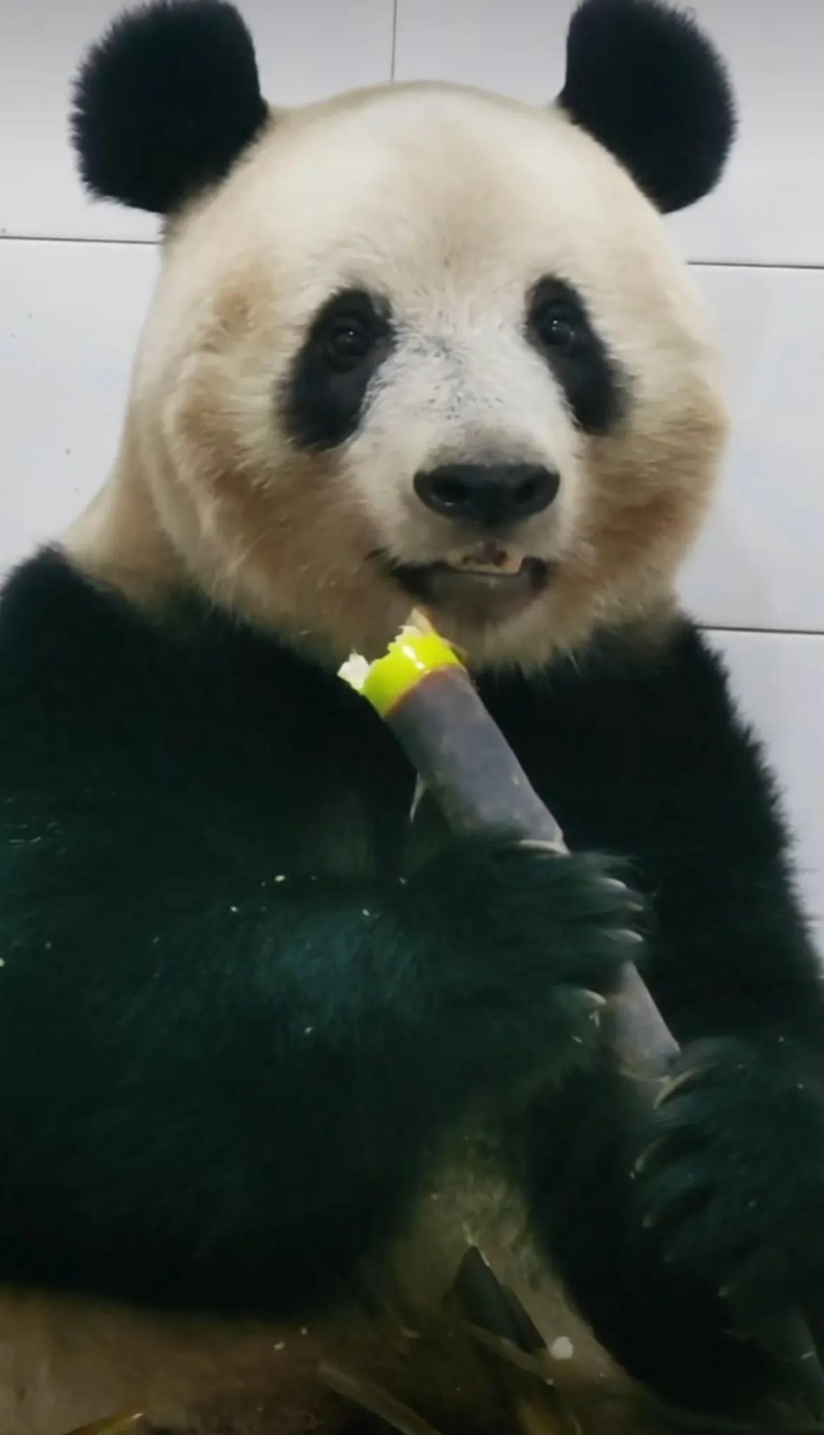 Let's take a look at Menglan's future princess Xiongxuan - iNEWS