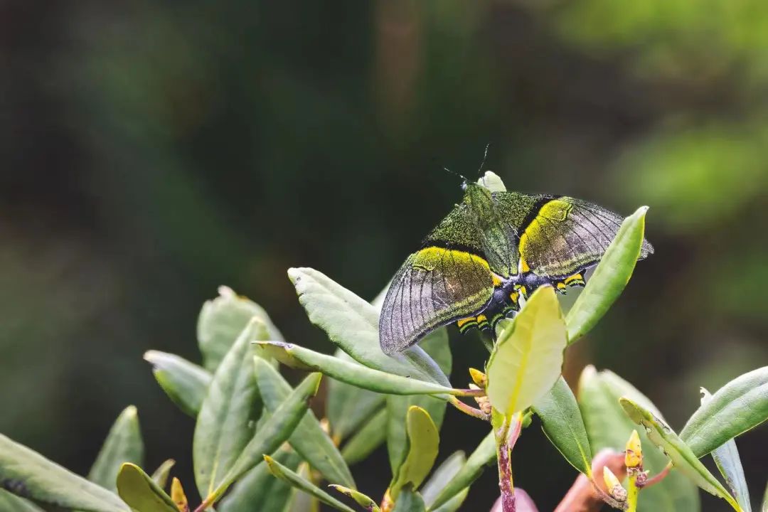 Can you believe it? The largest and most beautiful swallowtail ...