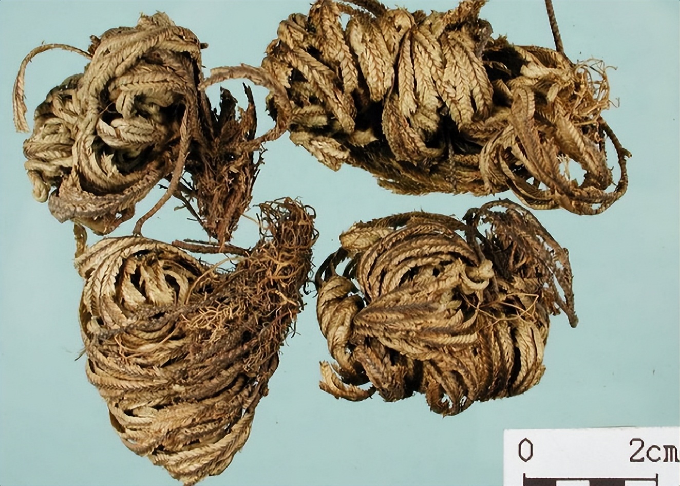 Take you to identify Selaginella - iMedia