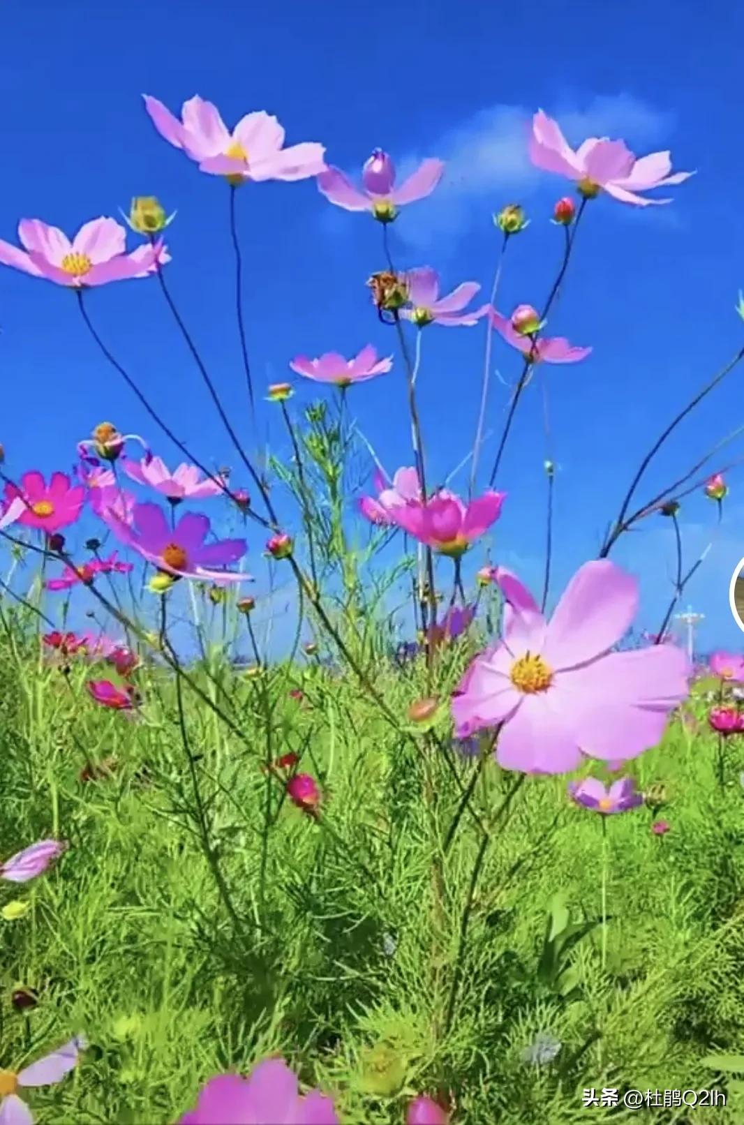 Beautiful blooming Gesang flower - iNEWS