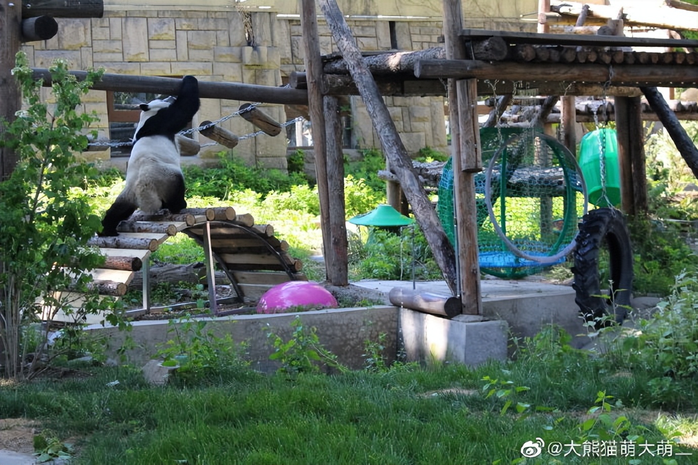 Have you ever seen a panda breaking bamboo with its face? Come and see ...