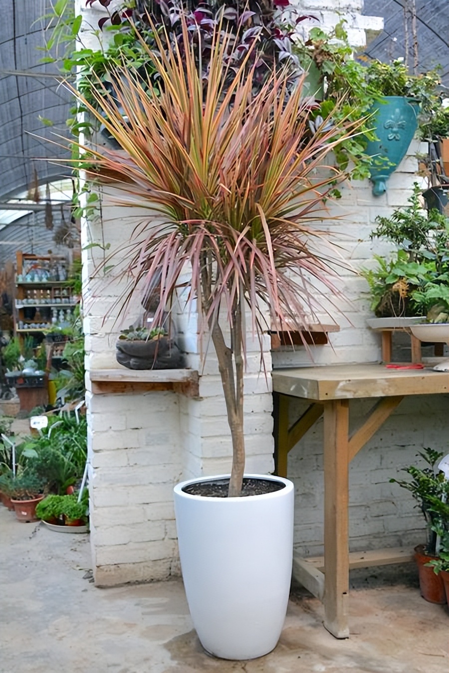 Millennium wood and dragon's blood tree, evergreen all year round, what ...