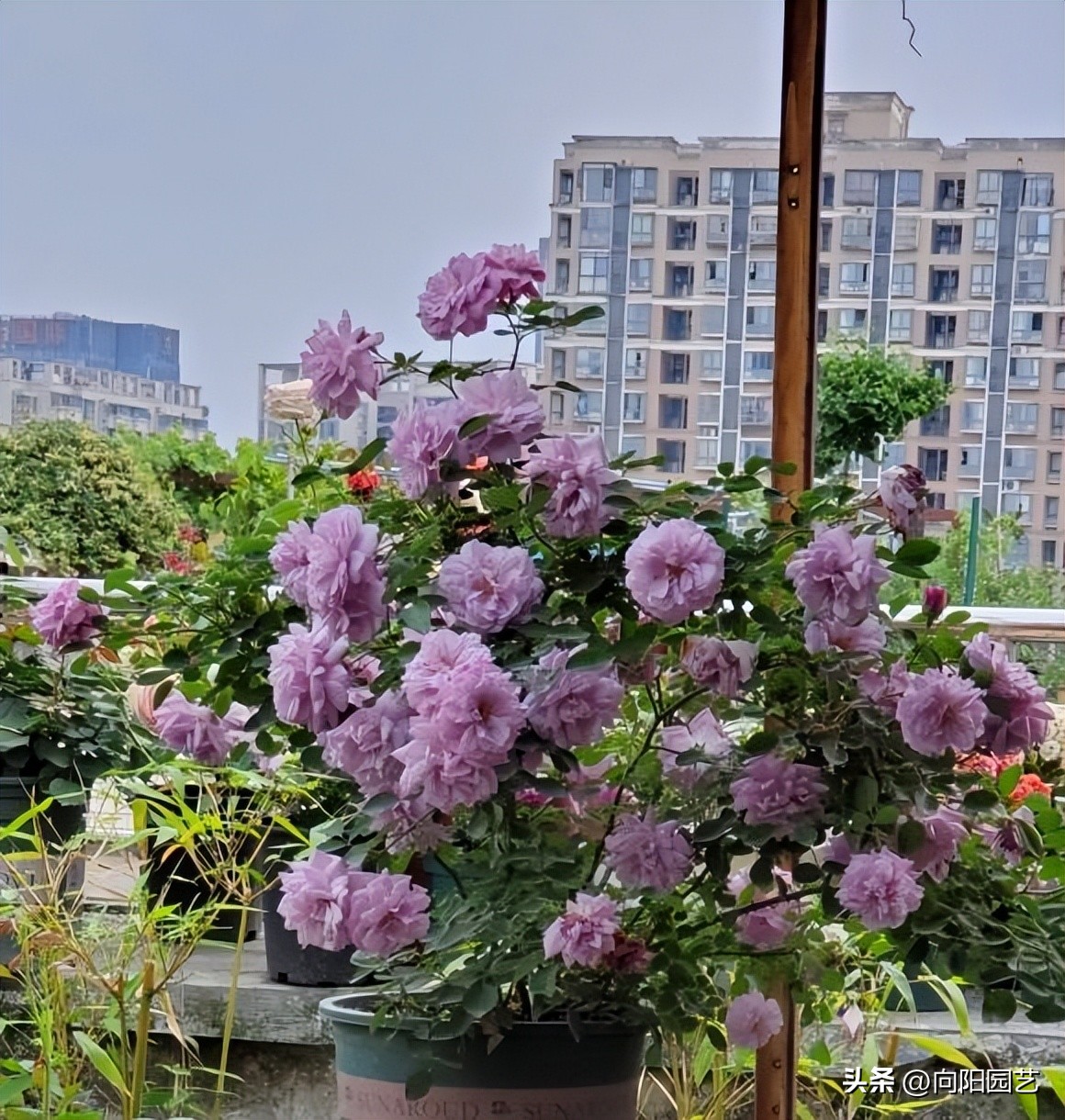 Indoor roses, the flowering must be very small, it is best to grow them ...