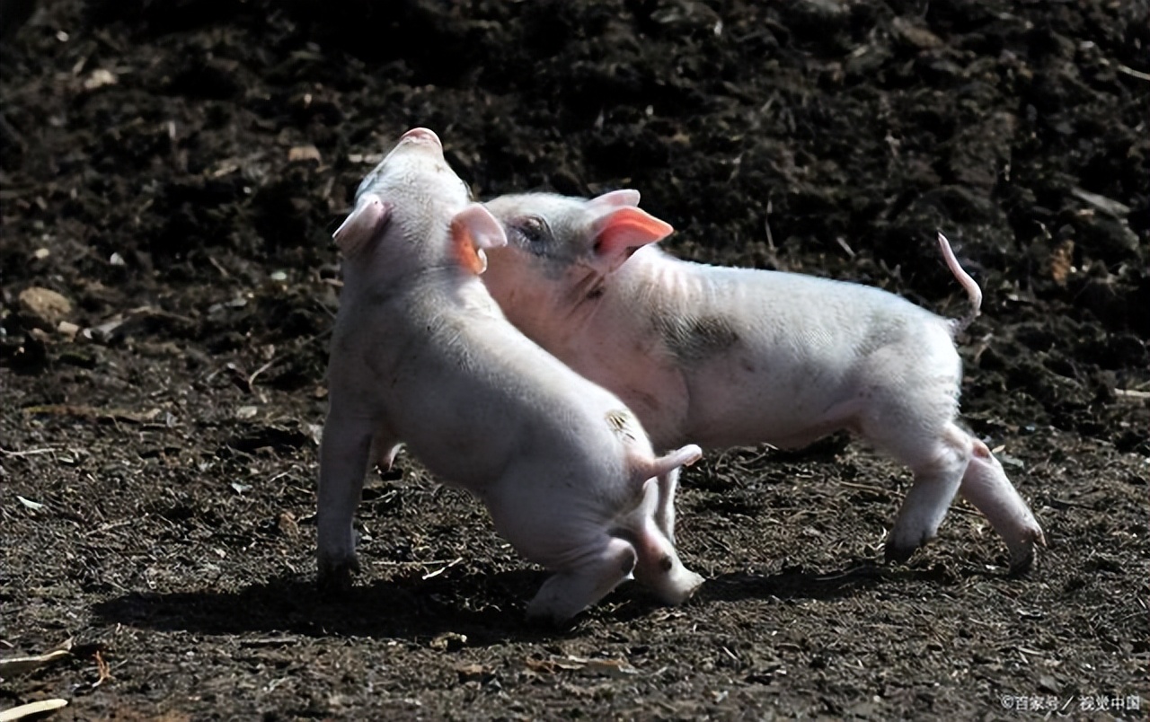 It is often said that pigs are the nemesis of snakes, which is ...