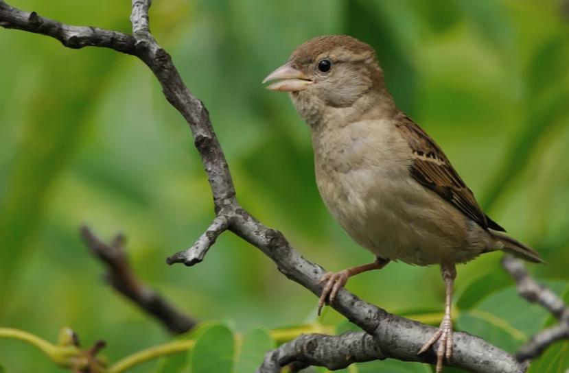 The Mystery of the Disappearance of Sparrows: Where did Chinese people ...