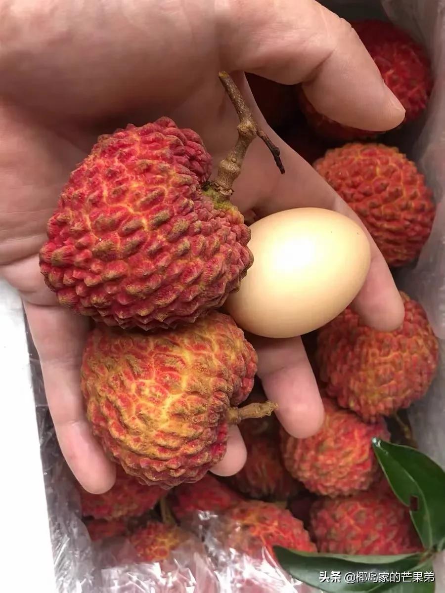 The king of involute in lychees--seedless lychees - iNEWS
