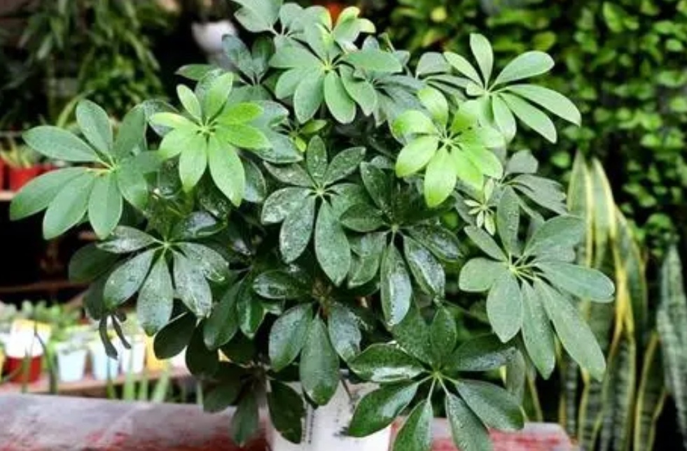 Don't just water the duck's foot tree, master 4 "tips" to grow lush ...