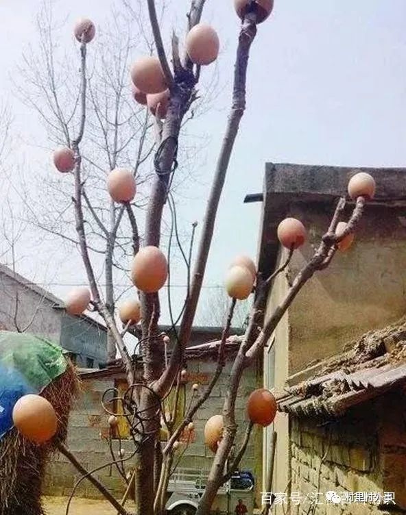 Eggs grow on the toon tree in Raoyang, what's the matter? - iNEWS
