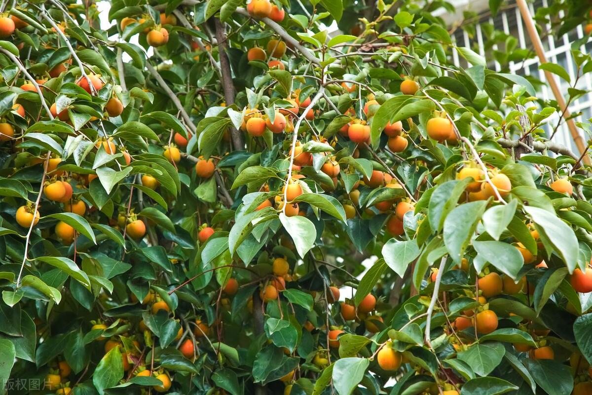 The season for planting persimmons is here. Learn the following points ...