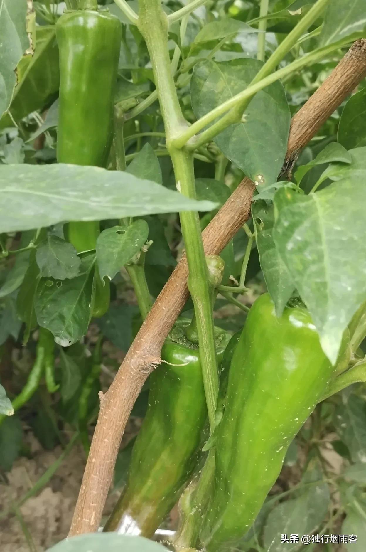 Eggplant, pepper, cow (gang) beans (zhi) - iMedia