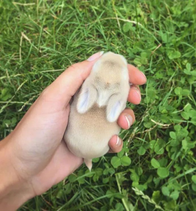 The dog has seen a lot, look at the little rabbit in the palm of your ...