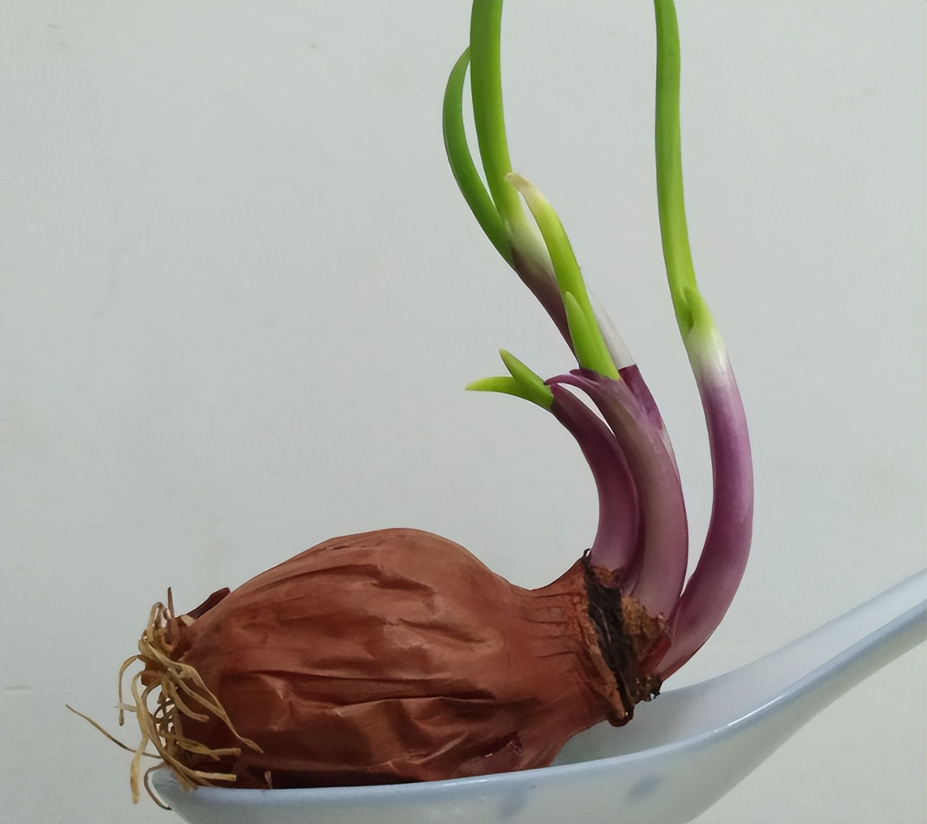 Don't throw away sprouted onions, learn these 5 steps and turn them ...