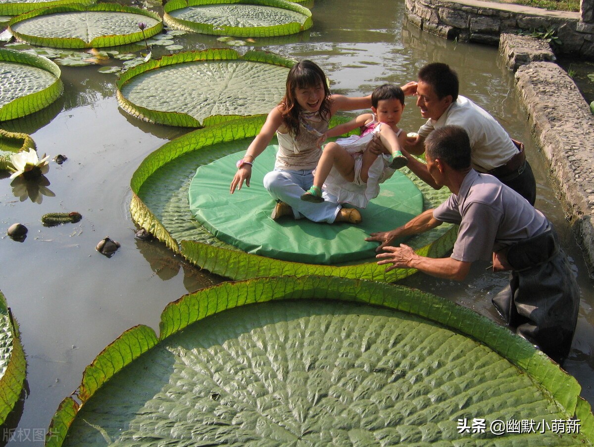 Do you know why Wang Lian is called "the king of lotus"? - iNEWS