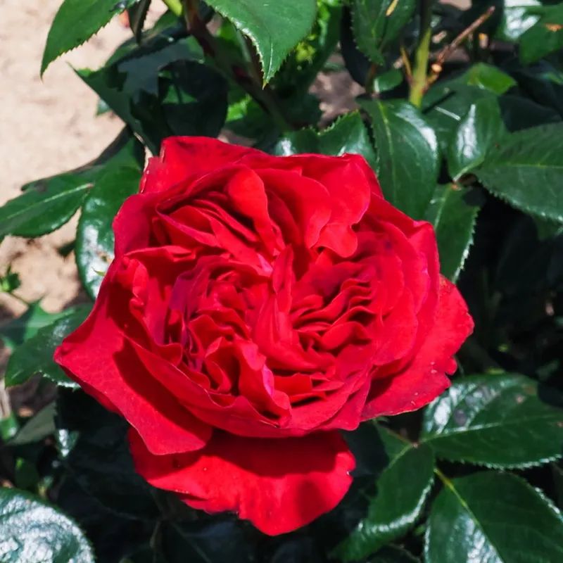 Those red roses with flower fragrance, disease resistance and heat ...