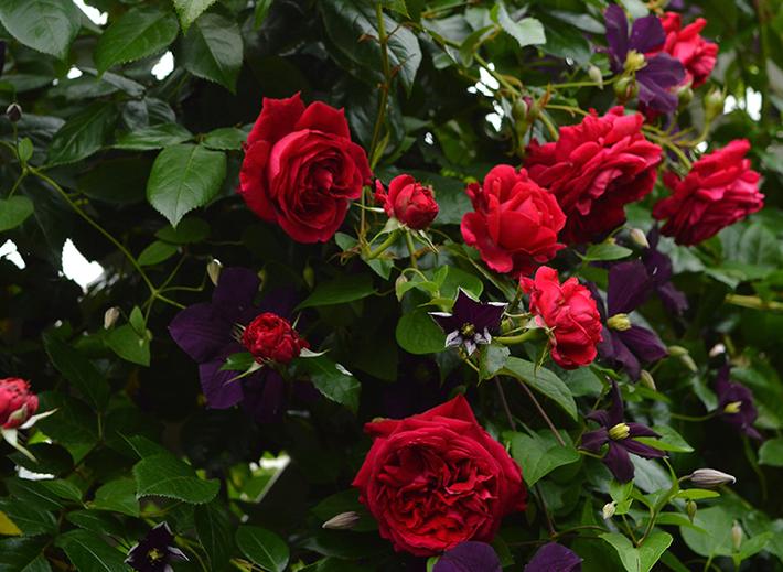 The last wave of roses this year, you must know these things after ...
