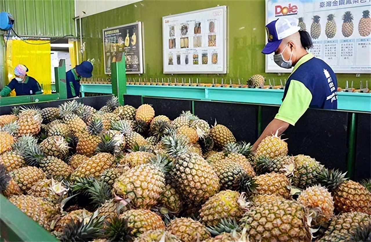 The sale of pineapples in Taiwan Province is banned. Why do they prefer ...