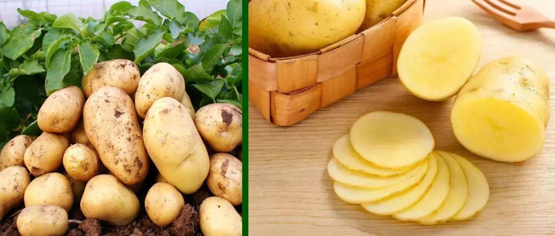 Potato Inspection Based on Hyperspectral Imaging Spectrometer-Liesen ...