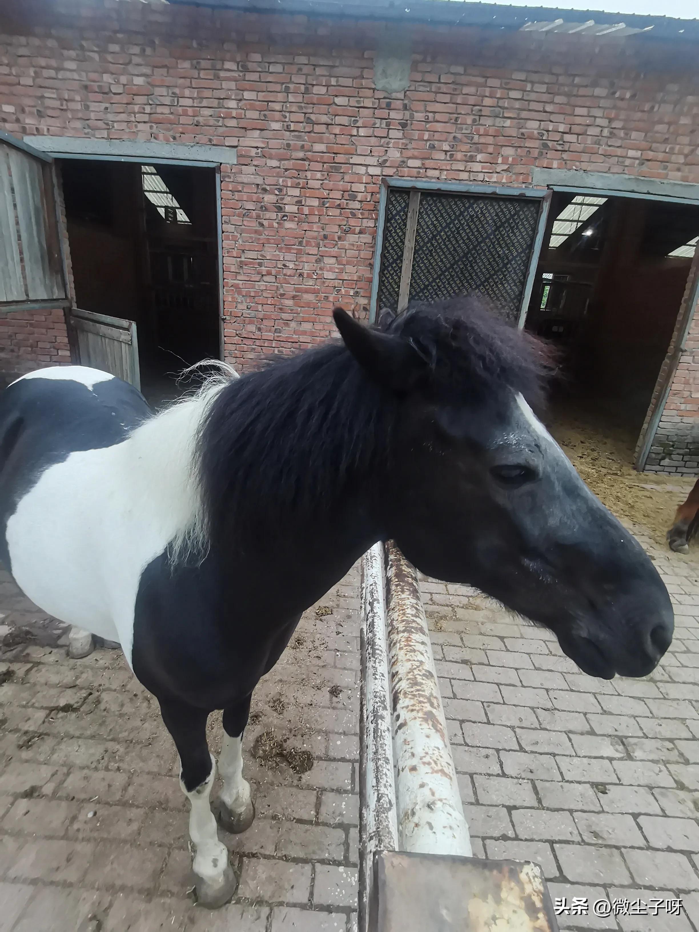 Virgin of the Mare - iMedia