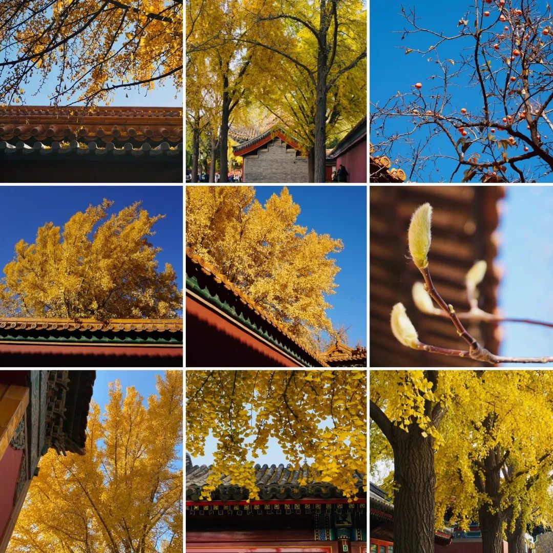 The best time to enjoy ginkgo biloba is here, a must-see destination in ...