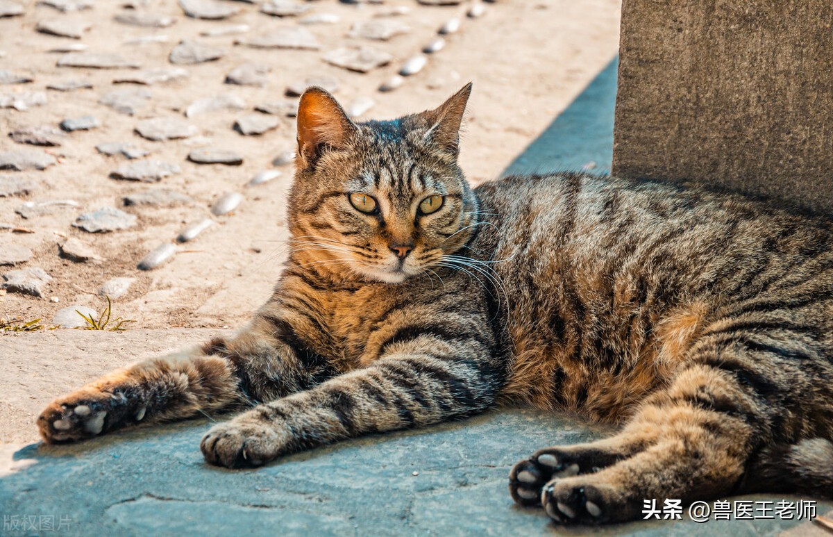 Teacher Xiao Wang's introduction to cat breeds: raccoon cat - iNEWS