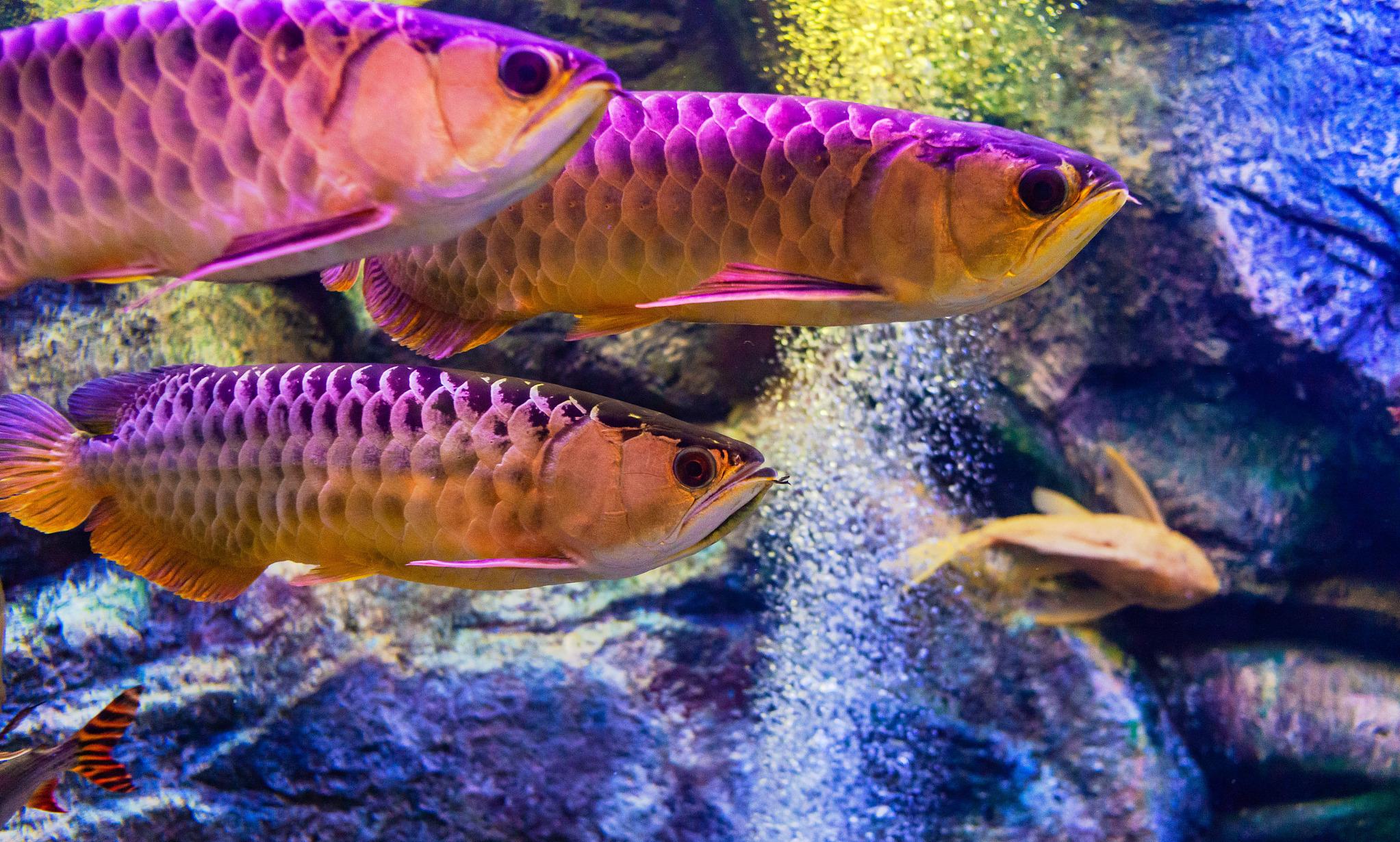 The mighty and majestic king of the water: why is the dragon fish ...