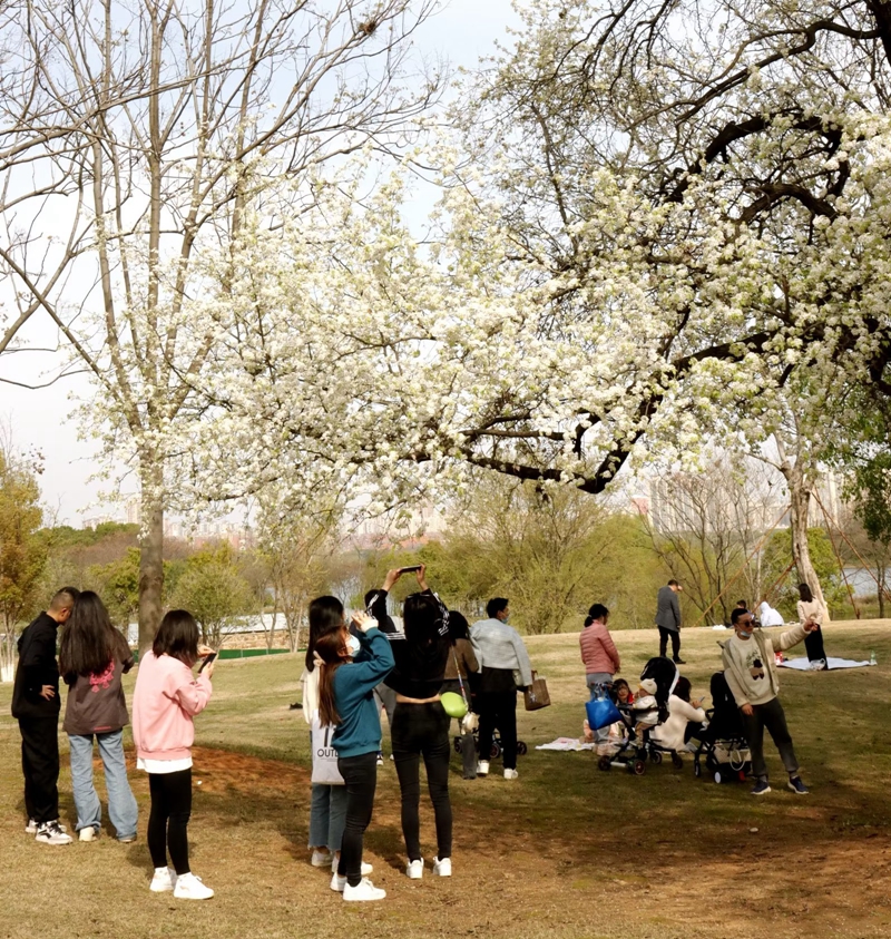 Peach blossoms are blooming in Panlongcheng National Archaeological ...