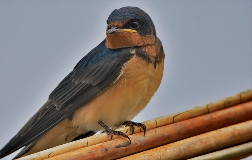 Ecological Adaptation and Conservation Strategies of Swallow Migration ...