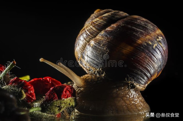 Poppies are highly poisonous, so why do businesses risk adding poppy ...